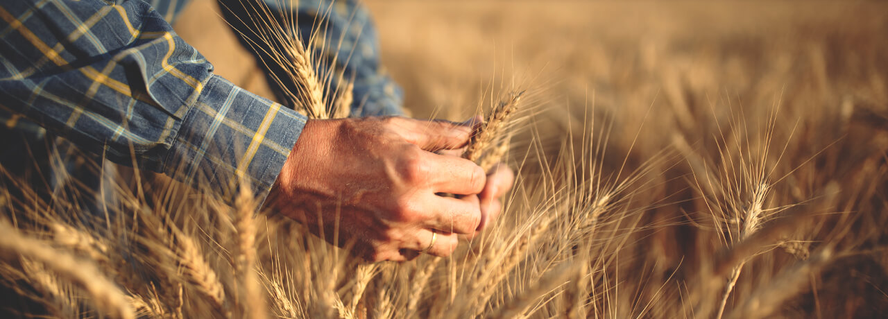 Weizenkeime: Das natürliche Superfood